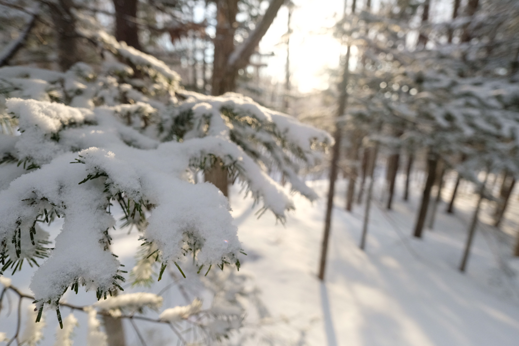 Crown Snow -Seasonal Blend Coffee- スプラウト ニセコ | SPROUT NISEKO
